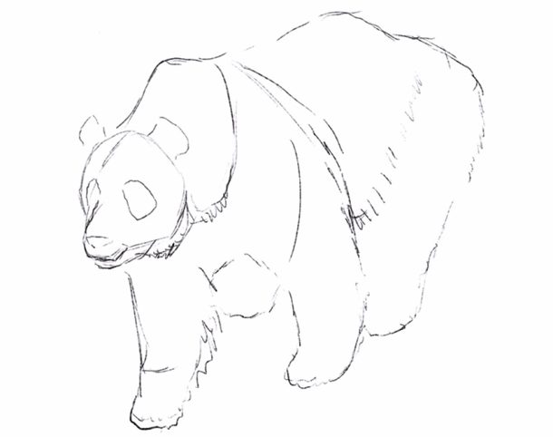 Panda Drawing - A Realistic Step-by-Step Drawing Tutorial