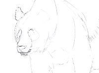 Panda Drawing - A Realistic Step-by-Step Drawing Tutorial