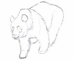 Panda Drawing - A Realistic Step-by-Step Drawing Tutorial