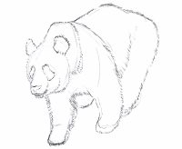 Panda Drawing - A Realistic Step-by-Step Drawing Tutorial