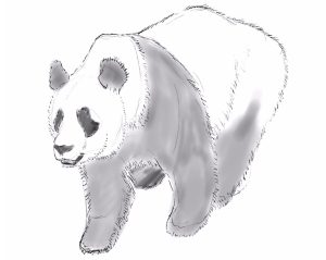 Panda Drawing - A Realistic Step-by-Step Drawing Tutorial