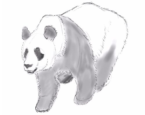 Panda Drawing - A Realistic Step-by-Step Drawing Tutorial