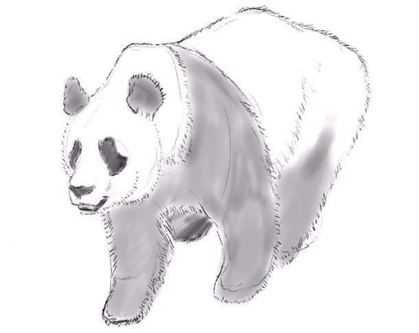 Panda Drawing - A Realistic Step-by-Step Drawing Tutorial