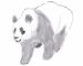 Panda Drawing - A Realistic Step-by-Step Drawing Tutorial