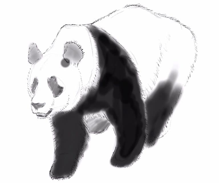 Panda Drawing - A Realistic Step-by-Step Drawing Tutorial
