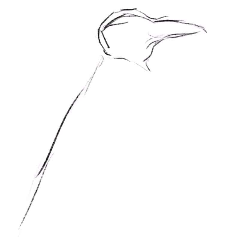 Penguin Drawing - A Realistic Step-by-Step Drawing Tutorial