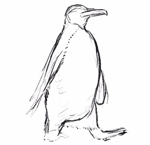 Penguin Drawing - A Realistic Step-by-Step Drawing Tutorial