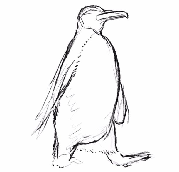 Penguin Drawing - A Realistic Step-by-Step Drawing Tutorial