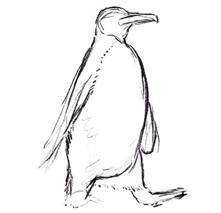 Penguin Drawing - A Realistic Step-by-Step Drawing Tutorial