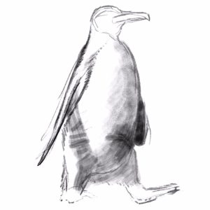 Penguin Drawing - A Realistic Step-by-Step Drawing Tutorial