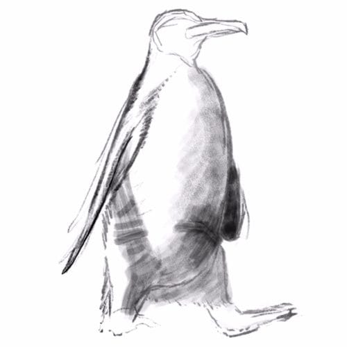 Penguin Drawing - A Realistic Step-by-Step Drawing Tutorial