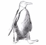Penguin Drawing - A Realistic Step-by-Step Drawing Tutorial