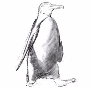 Penguin Drawing - A Realistic Step-by-Step Drawing Tutorial