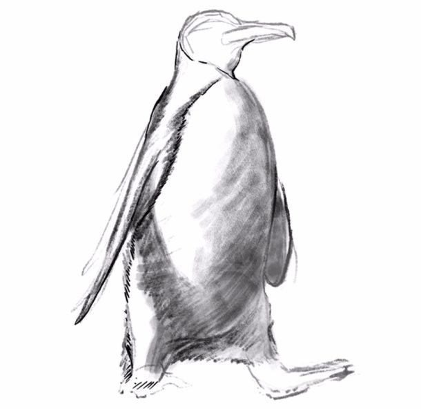 Penguin Drawing - A Realistic Step-by-Step Drawing Tutorial