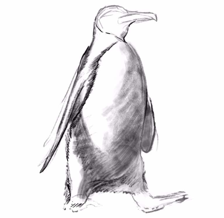 Penguin Drawing - A Realistic Step-by-Step Drawing Tutorial