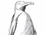 Penguin Drawing - A Realistic Step-by-Step Drawing Tutorial