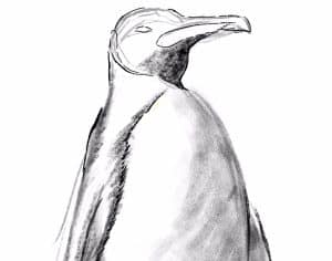 Penguin Drawing - A Realistic Step-by-Step Drawing Tutorial
