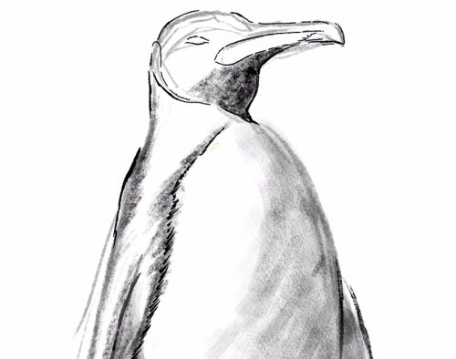 Penguin Drawing - A Realistic Step-by-Step Drawing Tutorial