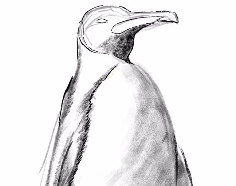 Penguin Drawing - A Realistic Step-by-Step Drawing Tutorial