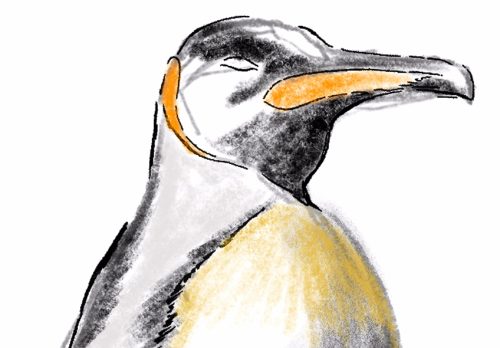 Penguin Drawing - A Realistic Step-by-Step Drawing Tutorial