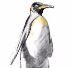 Penguin Drawing - A Realistic Step-by-Step Drawing Tutorial