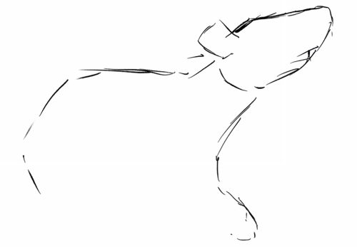 Rat Drawing - Learn How to Draw a Rat in Five Easy Steps