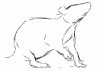 Rat Drawing - Learn How to Draw a Rat in Five Easy Steps
