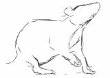 Rat Drawing - Learn How to Draw a Rat in Five Easy Steps