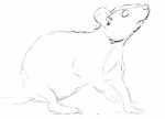 Rat Drawing - Learn How to Draw a Rat in Five Easy Steps