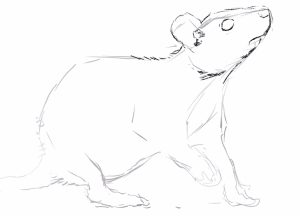 Rat Drawing - Learn How to Draw a Rat in Five Easy Steps