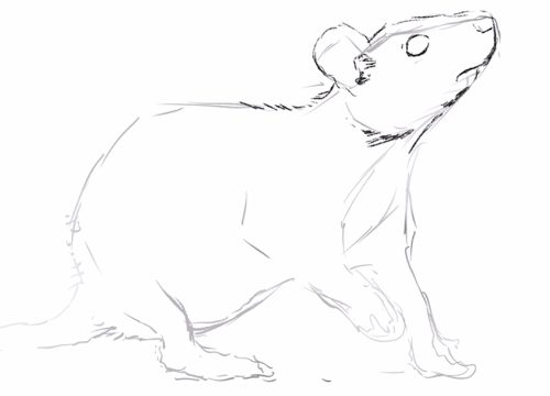 Rat Drawing - Learn How to Draw a Rat in Five Easy Steps