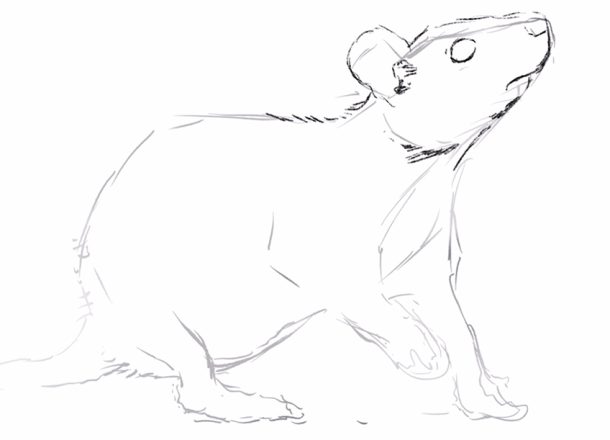 Rat Drawing - Learn How to Draw a Rat in Five Easy Steps