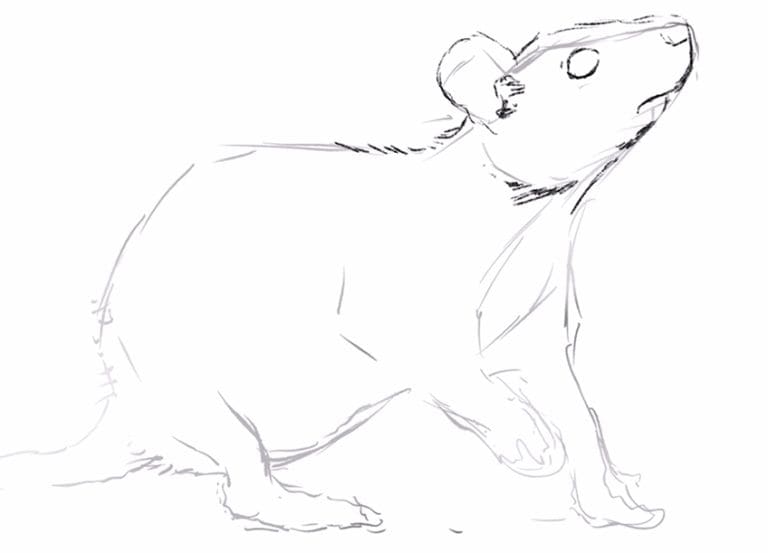 Rat Drawing - Learn How to Draw a Rat in Five Easy Steps