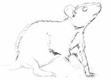 Rat Drawing - Learn How to Draw a Rat in Five Easy Steps