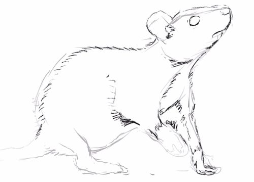 Rat Drawing - Learn How to Draw a Rat in Five Easy Steps