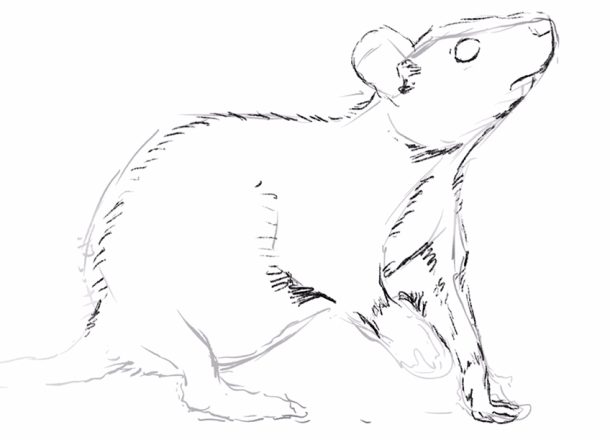 Rat Drawing - Learn How to Draw a Rat in Five Easy Steps