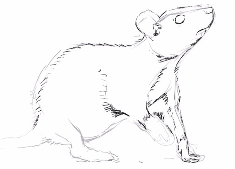 Rat Drawing - Learn How to Draw a Rat in Five Easy Steps