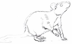 Rat Drawing - Learn How to Draw a Rat in Five Easy Steps