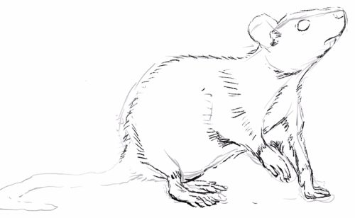 Rat Drawing - Learn How to Draw a Rat in Five Easy Steps