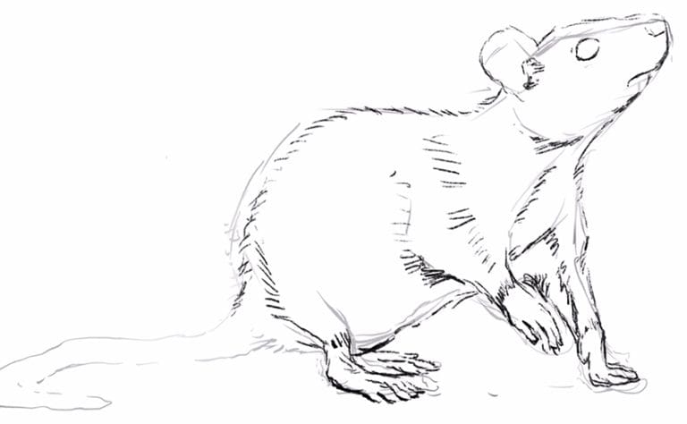 Rat Drawing - Learn How to Draw a Rat in Five Easy Steps