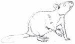 Rat Drawing - Learn How to Draw a Rat in Five Easy Steps