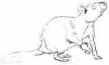 Rat Drawing - Learn How to Draw a Rat in Five Easy Steps