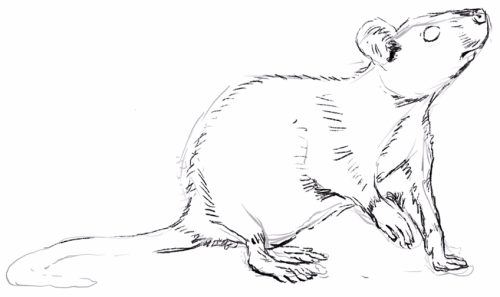 Rat Drawing - Learn How to Draw a Rat in Five Easy Steps