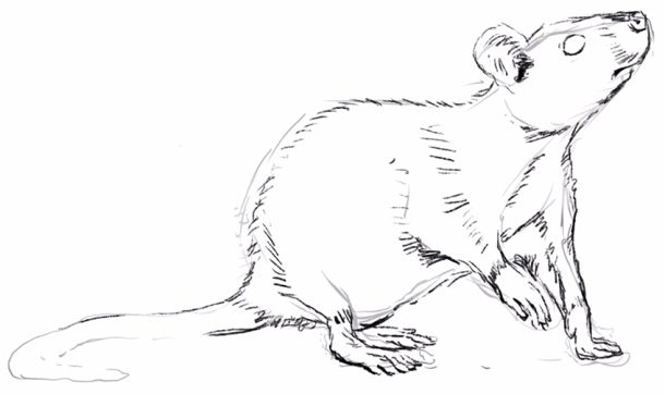 Rat Drawing - Learn How to Draw a Rat in Five Easy Steps