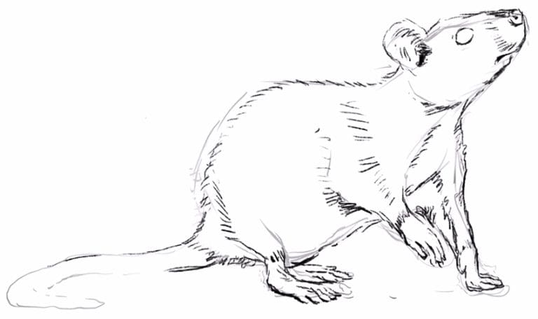 Rat Drawing - Learn How to Draw a Rat in Five Easy Steps