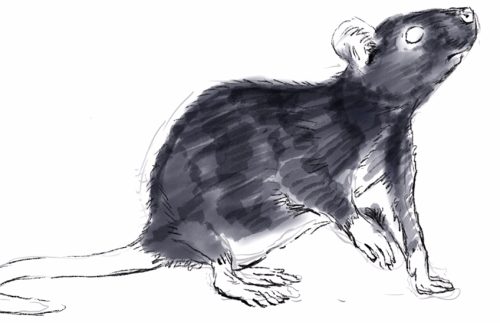 Rat Drawing - Learn How to Draw a Rat in Five Easy Steps