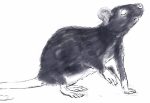 Rat Drawing - Learn How to Draw a Rat in Five Easy Steps