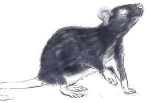 Rat Drawing - Learn How to Draw a Rat in Five Easy Steps