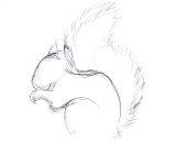 Squirrel Drawing - An Easy Drawing Tutorial for Beginners
