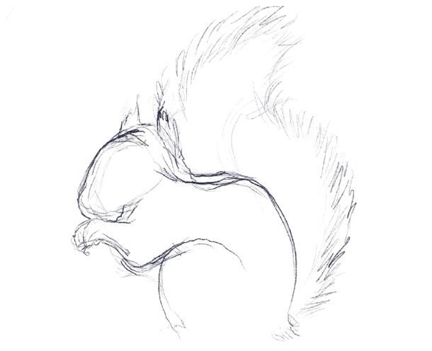 Squirrel Drawing - An Easy Drawing Tutorial for Beginners